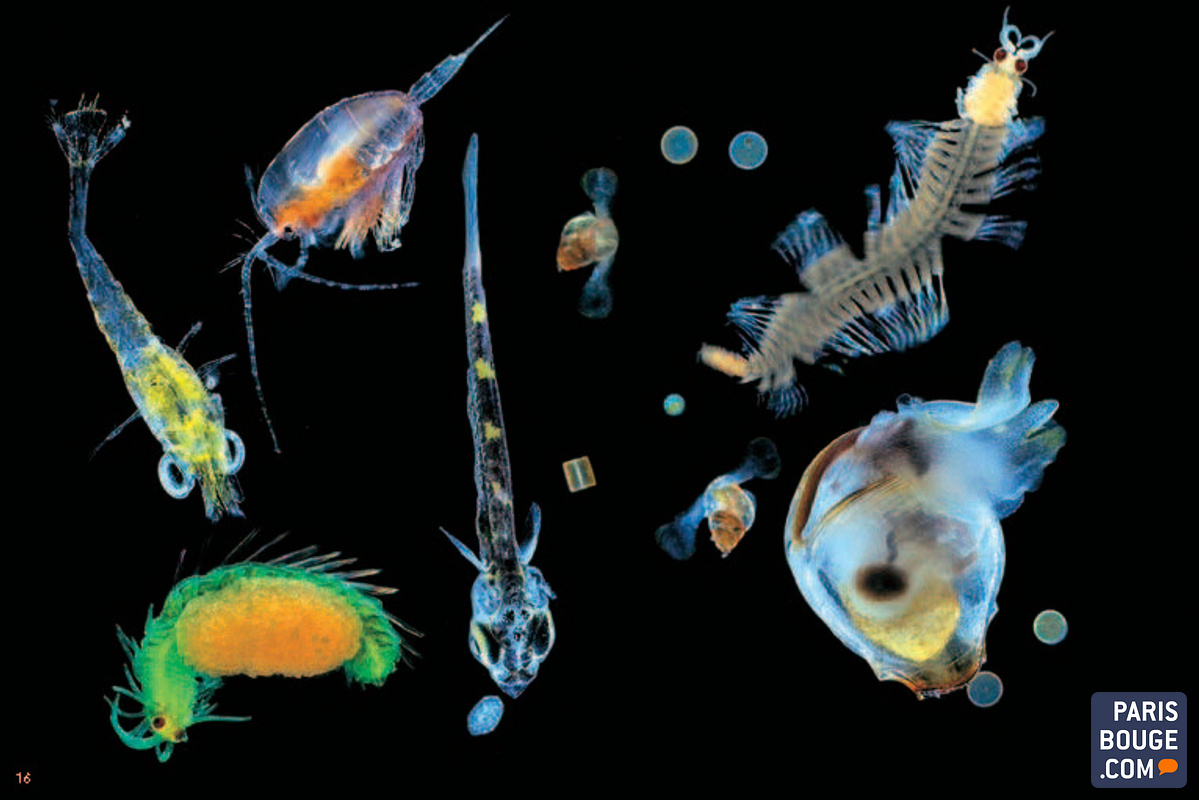 Cyclops. Explorateur des océans - Le Musée de l'Histoire de l ...